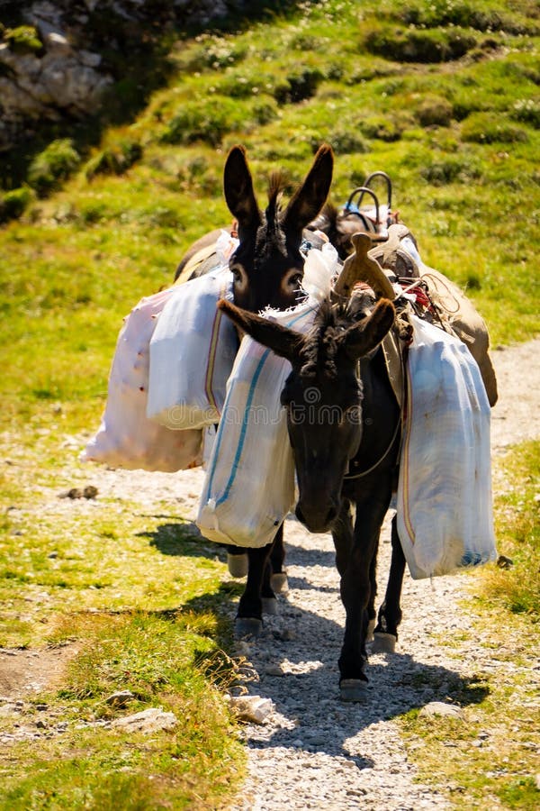 Donkey Carrying Things on the Mountain Stock Image - Image of green ...