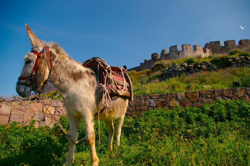 Donkey in castle stock photo. Image of greece, plants - 9265716