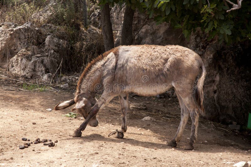 Donkey in Chains stock image. Image of brown, domestic - 27410187