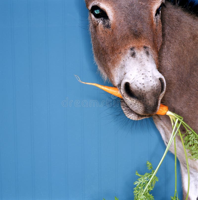 Donkey chewing carrot stock photo. Image of domestic - 17380924