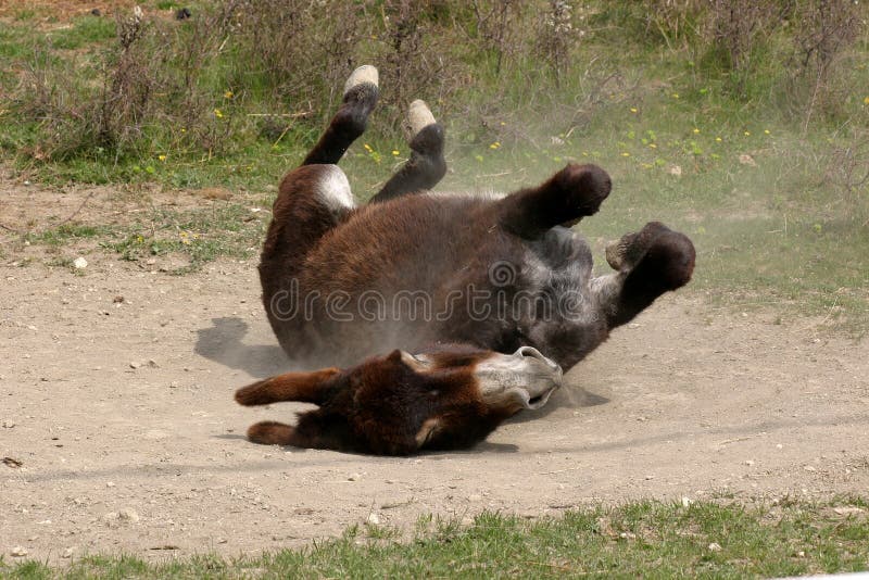 Donkey cleaning his coat stock image. Image of donkey - 16612807
