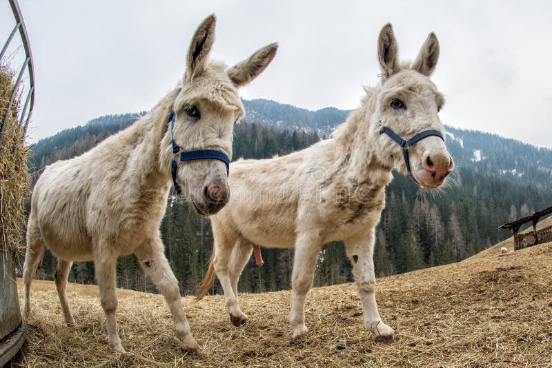 Donkey Close Up Portrait Looking At You Stock Image - Image of ears ...