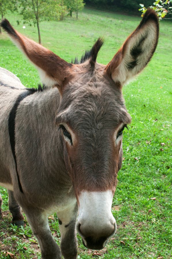 Donkey stock photo. Image of tuscany, rural, moke, animals - 48147226