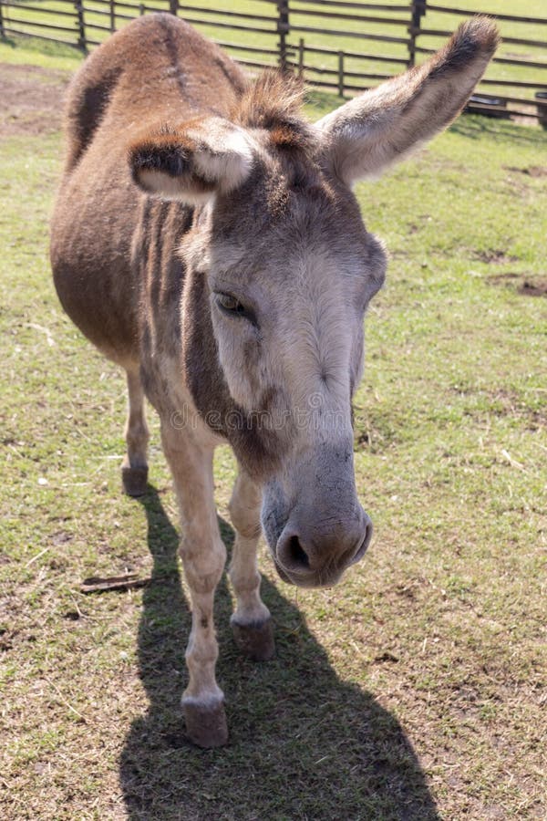 Donkey Legs Up Stock Photos - Free & Royalty-Free Stock Photos from ...
