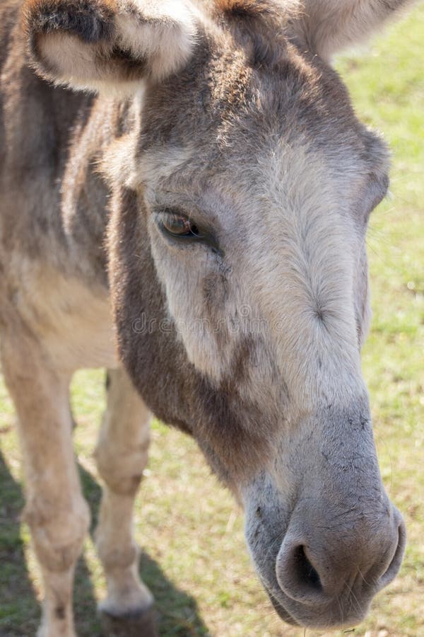 A Donkey stock image. Image of enclosure, donkey, environment - 159674867