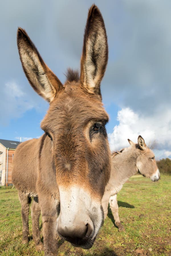 6,372 Donkey Face Stock Photos - Free & Royalty-Free Stock Photos from ...