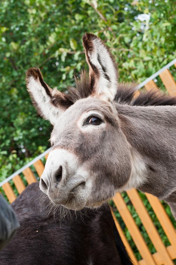Smiling Donkey stock photo. Image of laughing, funny, farm - 540822