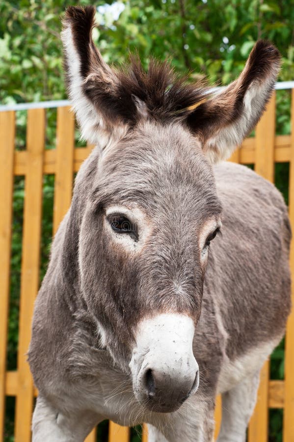 Donkey stock image. Image of donkey, hair, livestock - 45791385