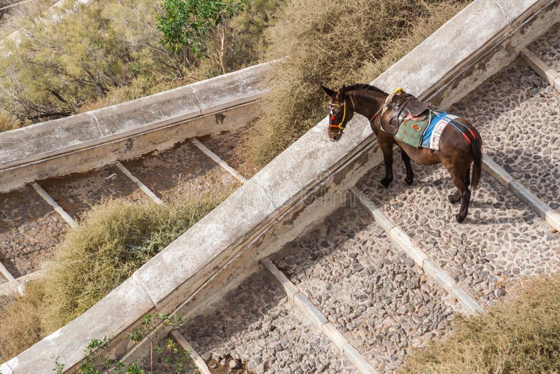 Donkey on Cobblestone Steps on the Island of Santorini Greece Stock ...