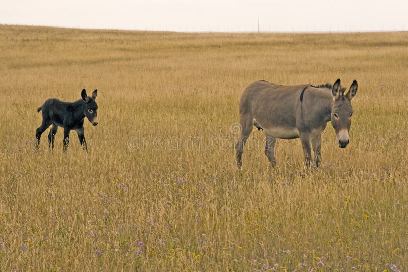 Donkey and colt stock photo. Image of rural, farm, grass - 3859886