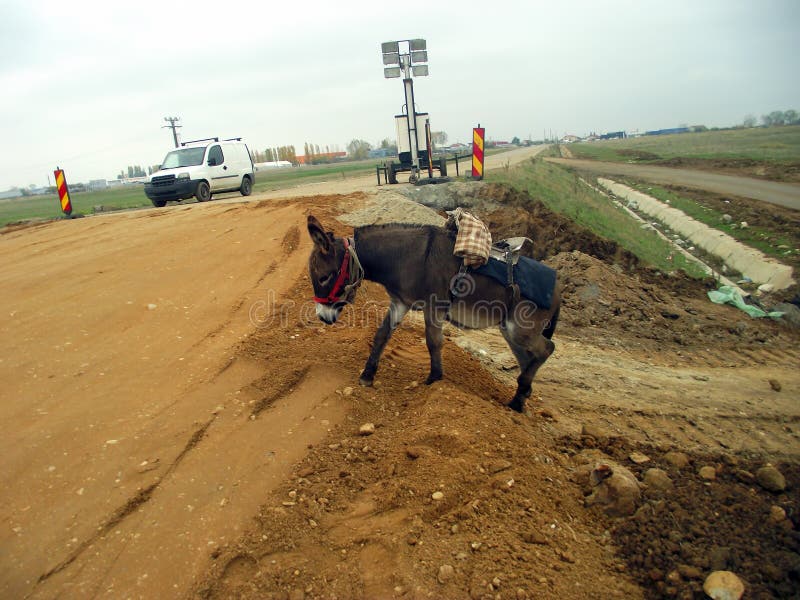 Donkey on Construction Site Stock Image - Image of charge, donkey ...