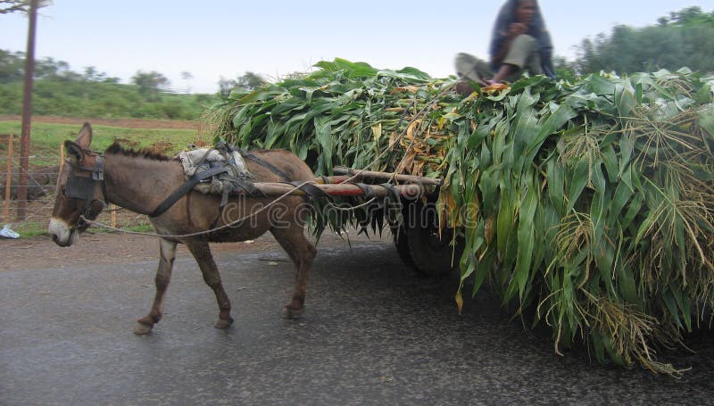 Donkey and the Corn stock image. Image of burning, curious - 1265927