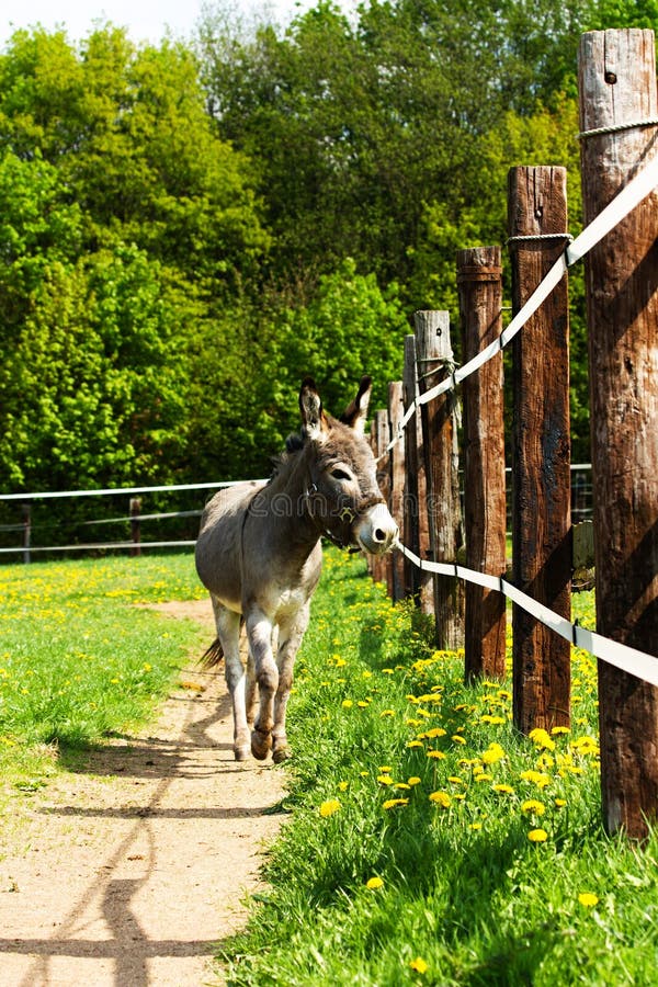 Donkey in the corral stock photo. Image of hair, animals - 53608634