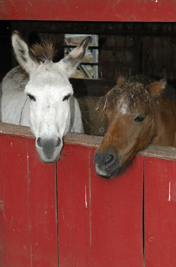 Donkey Couple stock photo. Image of barn, donkey, animal - 1160628