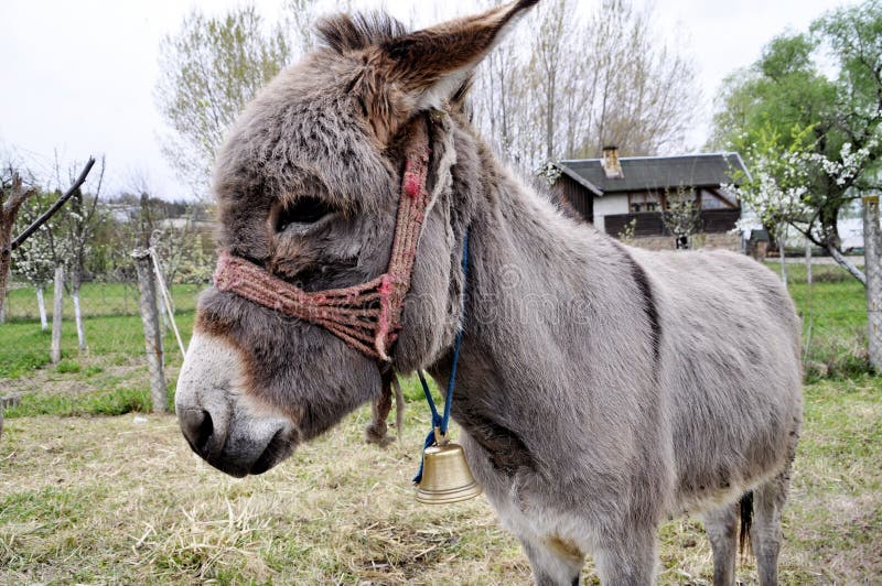 Donkey in the Courtyard of a House in the Spring. Stock Photo - Image ...