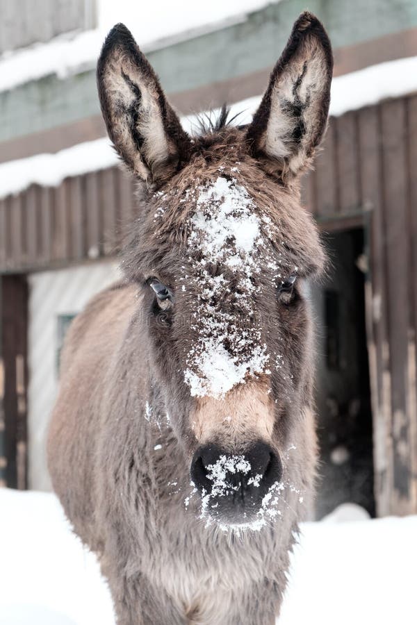 Donkey Covered with Snow with White Background Stock Photo - Image of ...