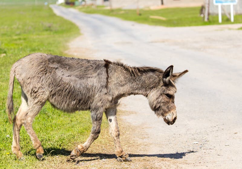 173 Donkey Edge Stock Photos - Free & Royalty-Free Stock Photos from ...