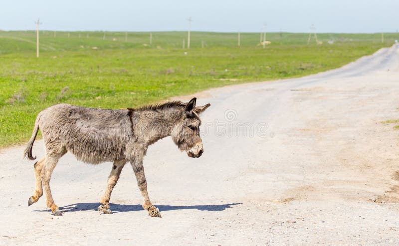173 Donkey Edge Stock Photos - Free & Royalty-Free Stock Photos from ...