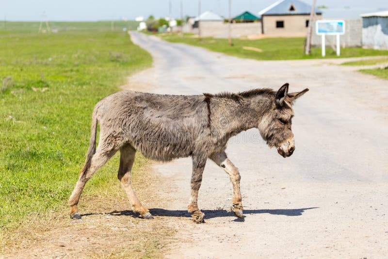 Donkey Crosses Stock Photos - Free & Royalty-Free Stock Photos from ...