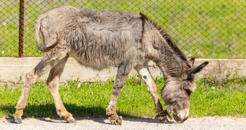 Donkey Crosses Stock Photos - Free & Royalty-Free Stock Photos from ...