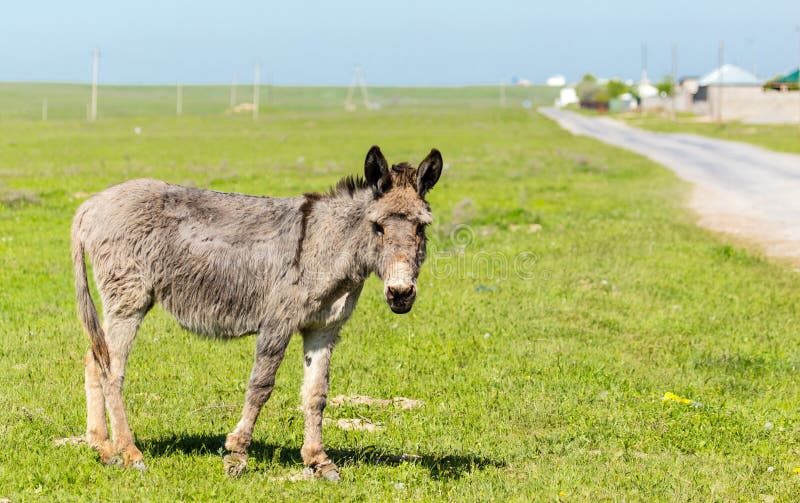 The Donkey Crosses the Road Stock Image - Image of cross, donkey: 98029005