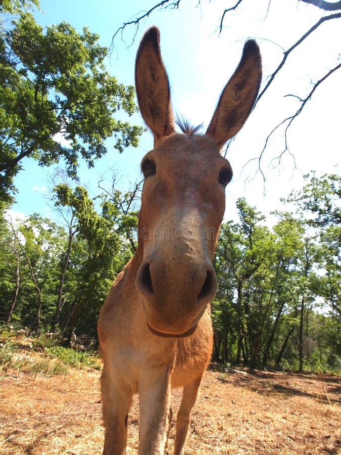 Donkey stock photo. Image of farming, animals, fence - 42523080