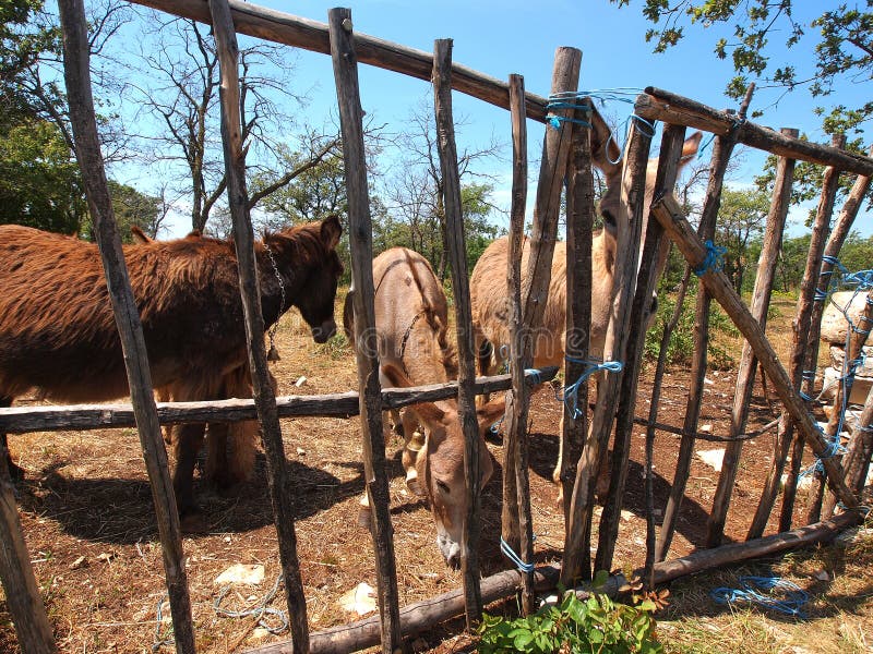 Donkey stock image. Image of animals, ears, mammal, farming - 42523475