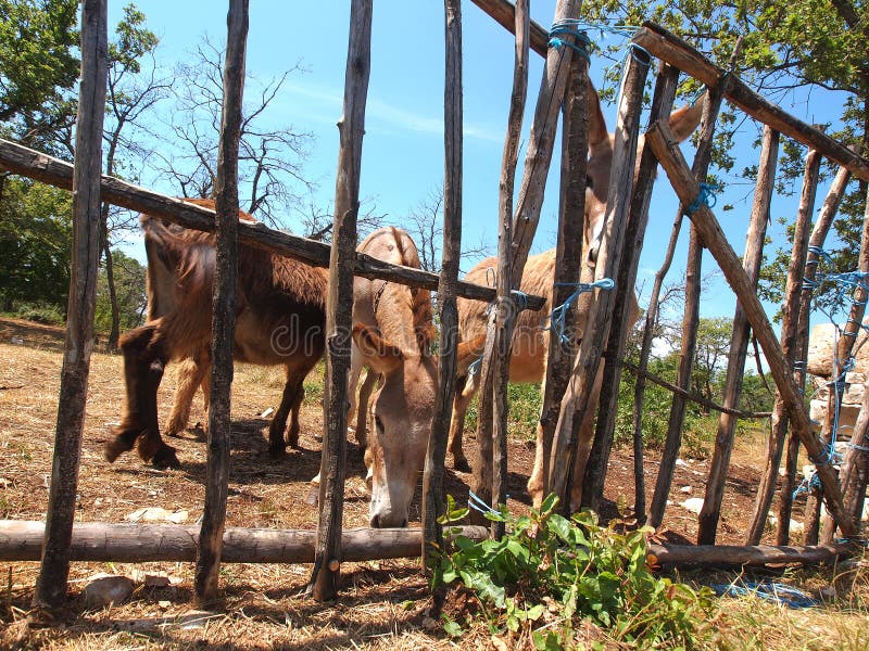 Donkey stock photo. Image of mule, cute, agriculture - 42523568