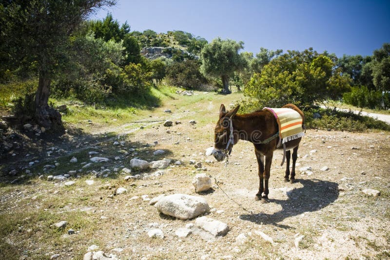 Cyprus donkey stock photo. Image of park, holiday, wildlife - 40813830