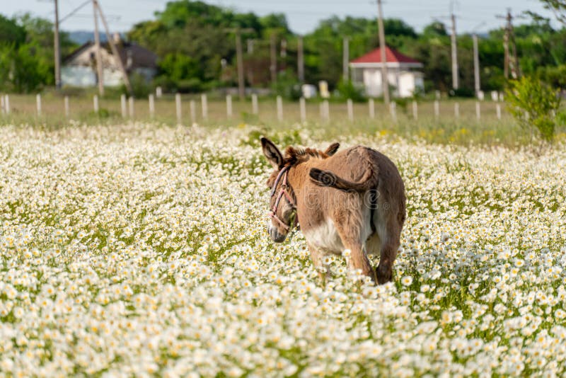 Donkey Daisies Field among Flowering Daisies Stock Photo - Image of ...