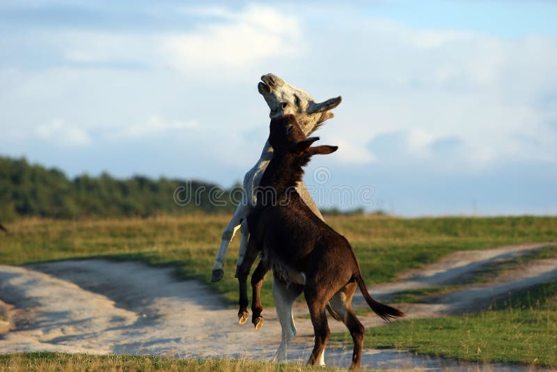 Donkey Excited Animal Stock Photos - Free & Royalty-Free Stock Photos ...