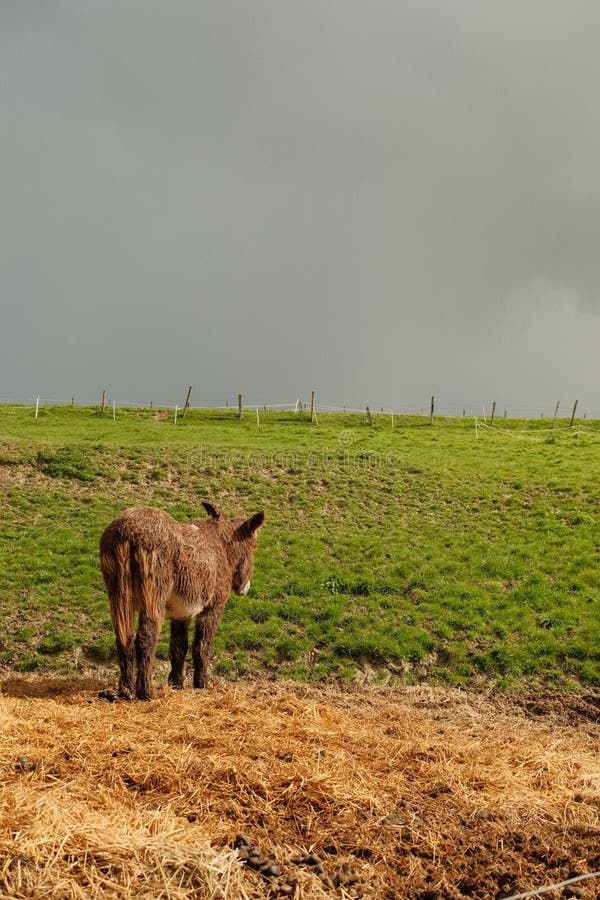 Donkey is Depicted Standing in the Middle of a Wide Field. Stock Image ...