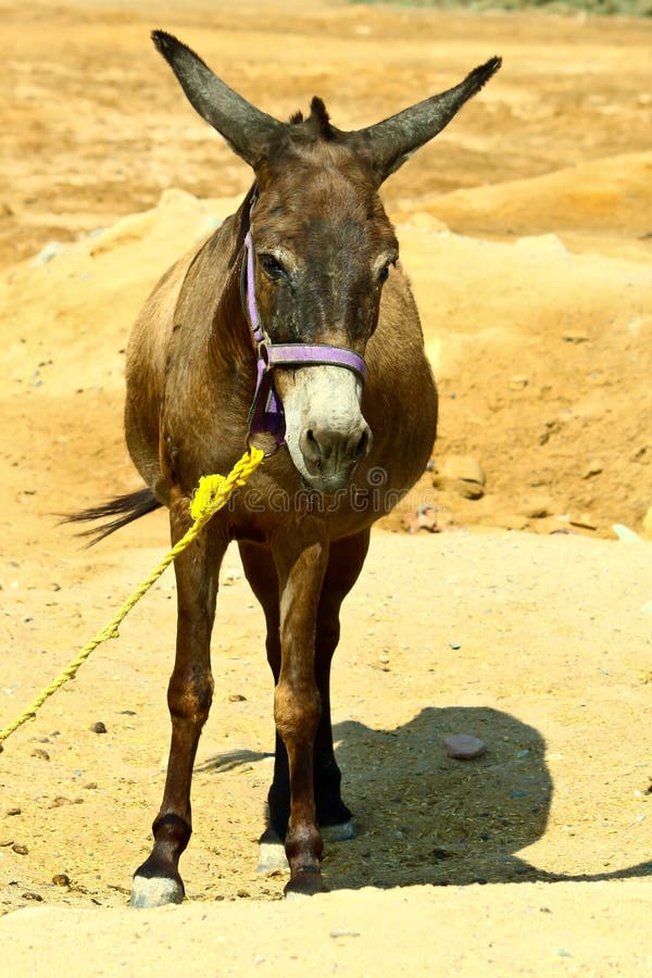 Donkey on a desert stock image. Image of country, livestock - 28421337