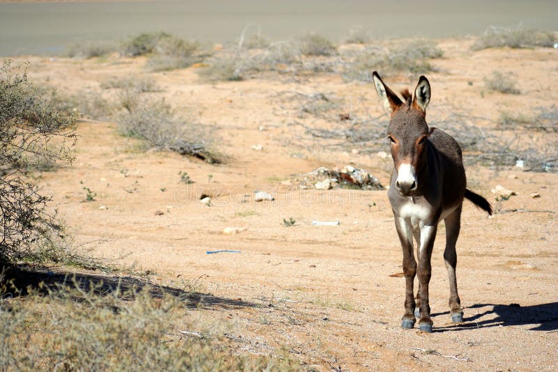 Donkey on a desert stock image. Image of country, livestock - 28421337