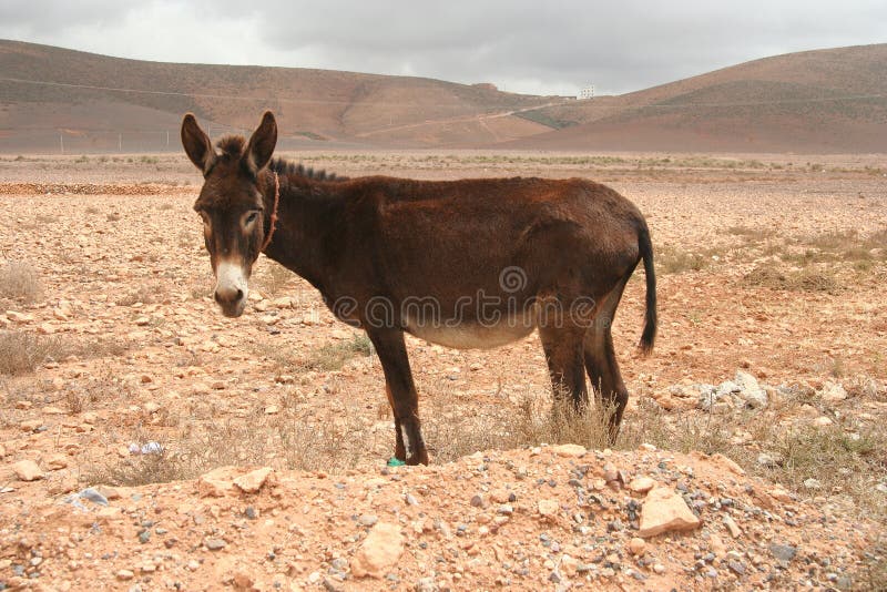 Donkey in desert stock image. Image of oriental, stupid - 3995221