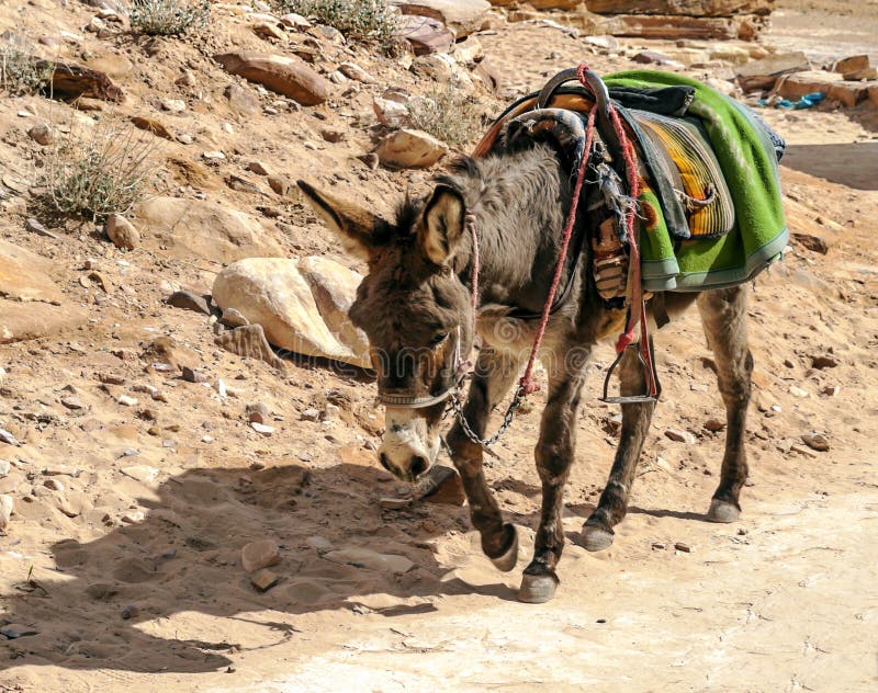 Donkey in the desert stock image. Image of ecology, background - 239692137