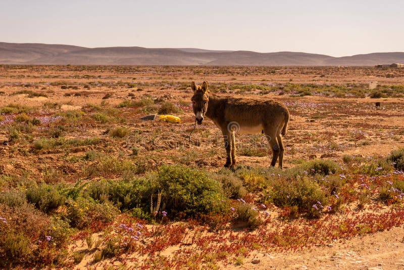 A donkey in the desert stock image. Image of posing - 170068917