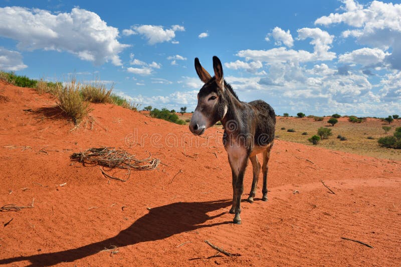 Donkey in desert stock photo. Image of scenery, grass - 67811160