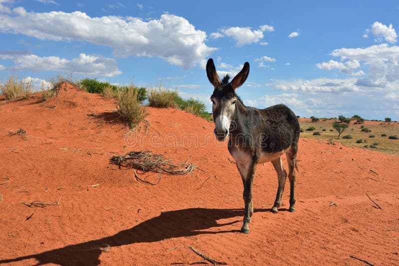 Donkey Kalahari Desert Namibia Africa Stock Photos - Free & Royalty ...