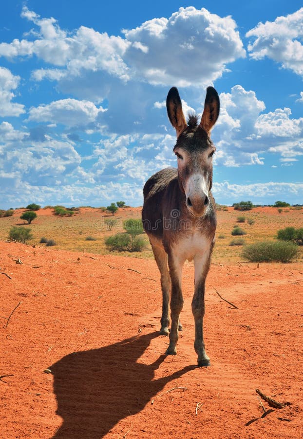 Donkey in the desert stock image. Image of africa, nature - 73553231