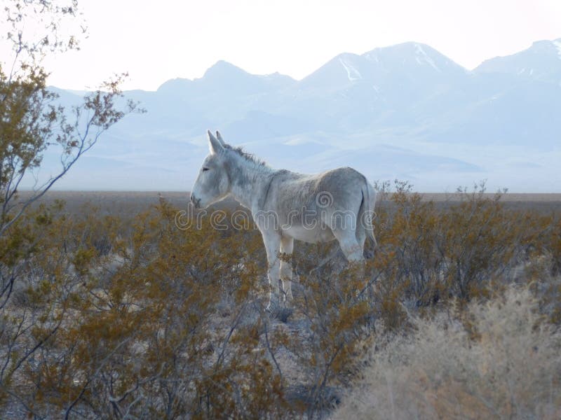 Donkey in desert stock image. Image of desert, rhyolite - 87870089