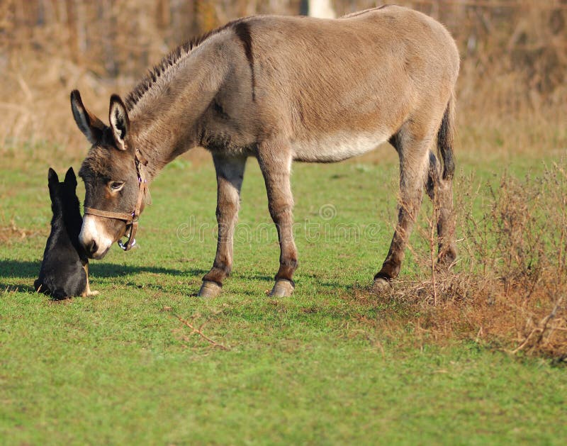 Donkey and dog stock image. Image of doggy, grass, nature - 10025901