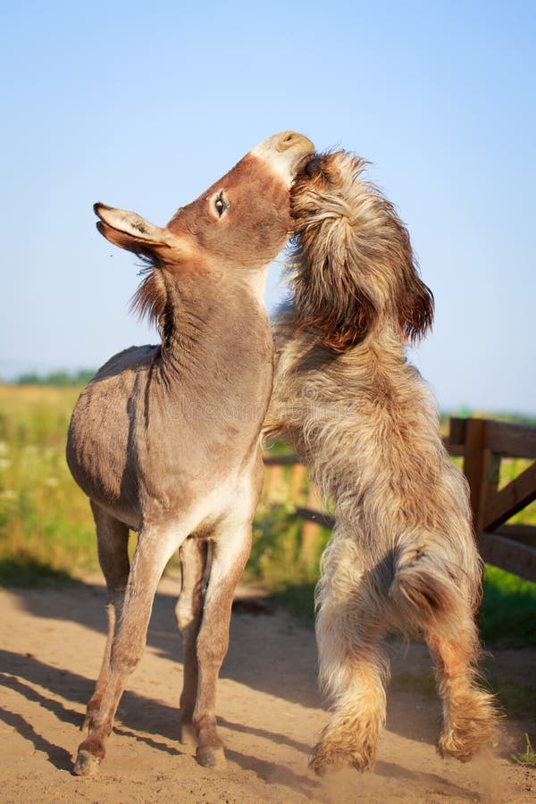 Donkey and dog stock photo. Image of nature, farm, gray - 50895720