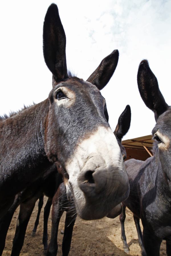 Donkey stock image. Image of lovely, pasture, face, livestock - 345234807