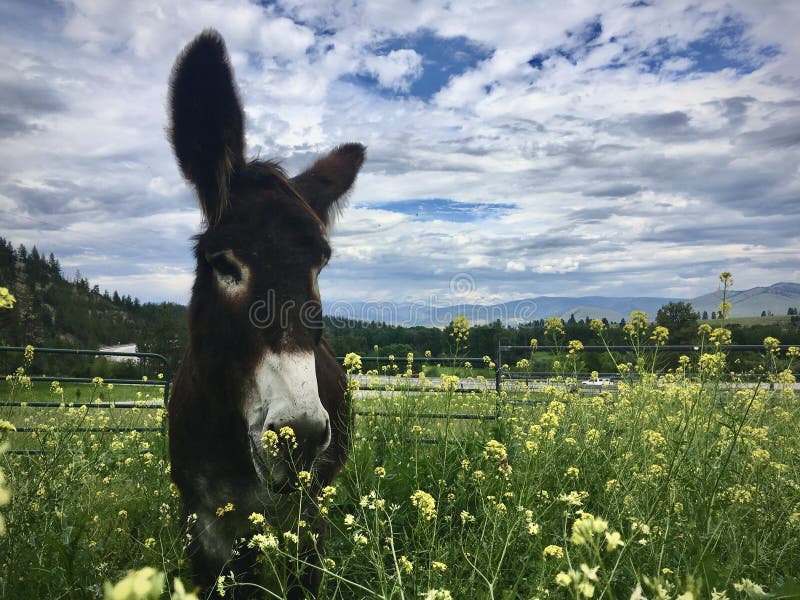 Donkey stock photo. Image of field, donkey, horse, mustard - 254110034