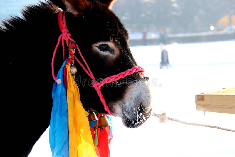 Donkey stock image. Image of snow, horses, crispy, scenes - 173461875