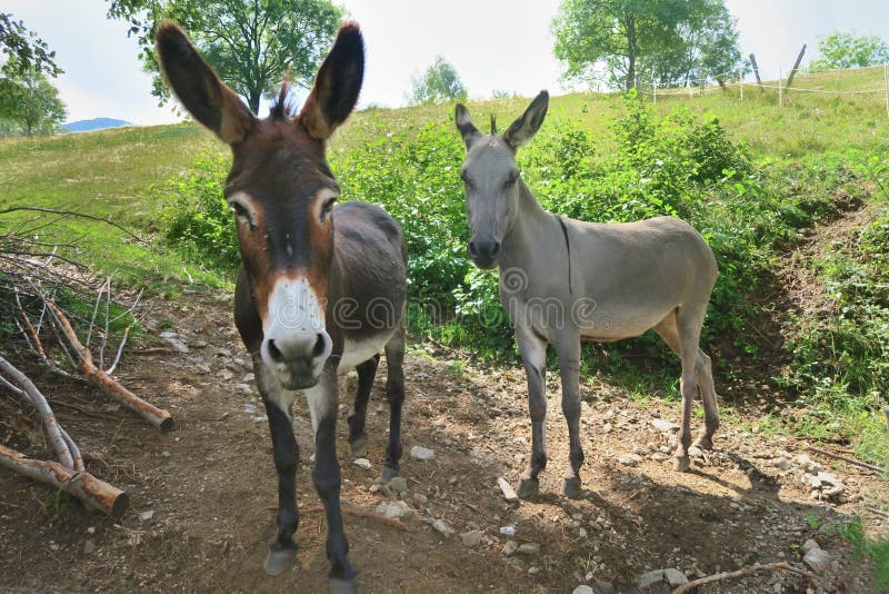 Donkey stock image. Image of donkey, nature, clever - 117861591