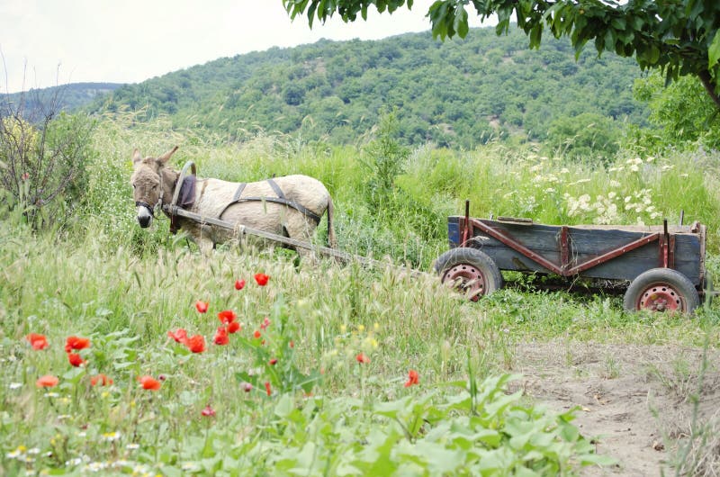 Donkey with Dray stock photo. Image of animal, grass - 41980030