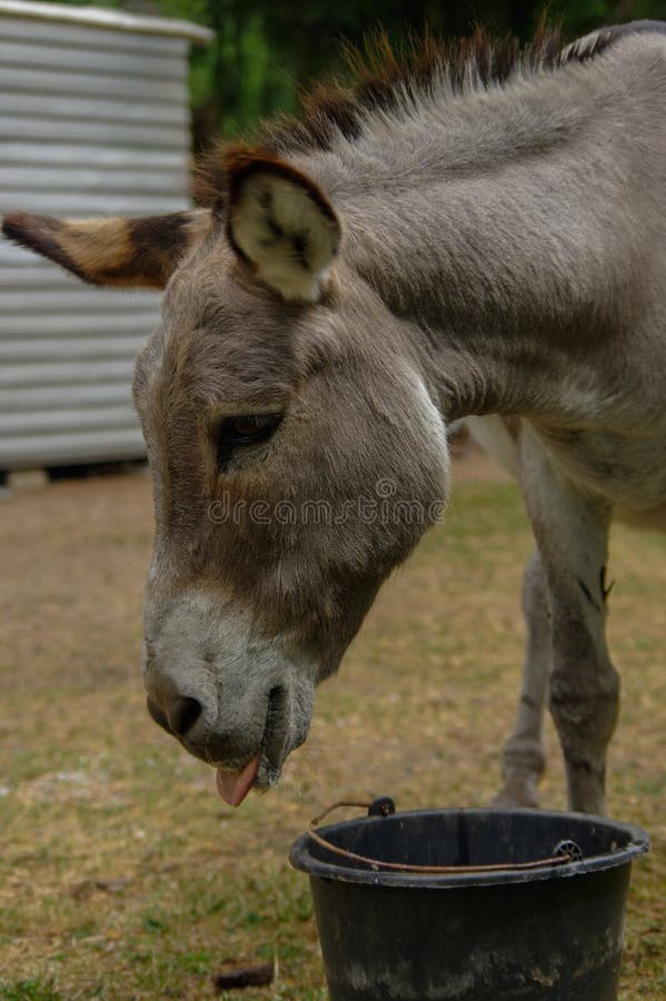 Donkey Drinking Water Out of a Bucket Stock Image - Image of cute ...