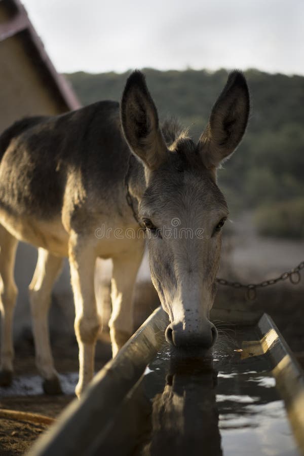 Donkey Drinking stock photo. Image of flock, water, trough - 77265820